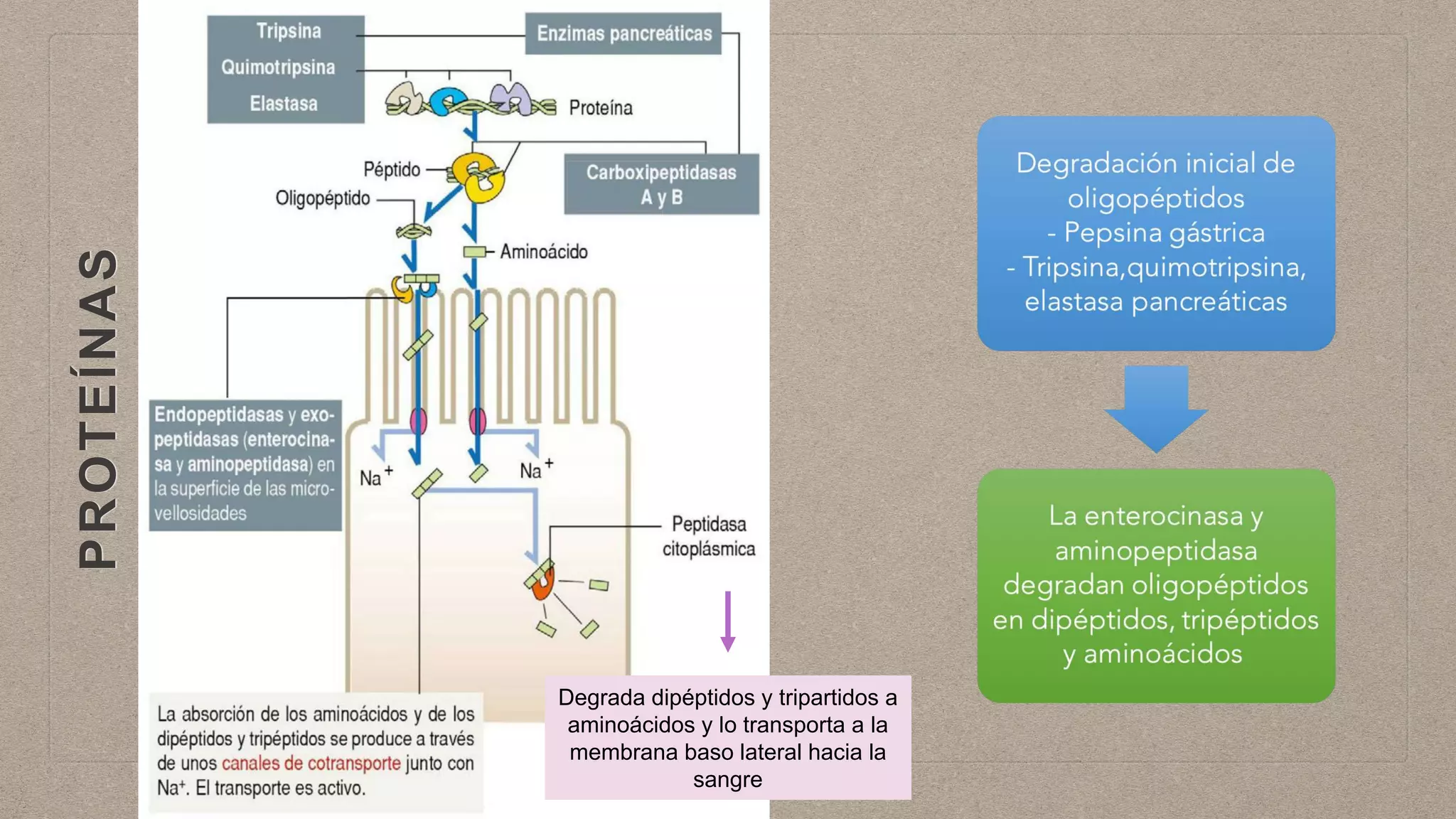 Sindrome de mala absorcion intestinal | PPT | Descarga Gratuita