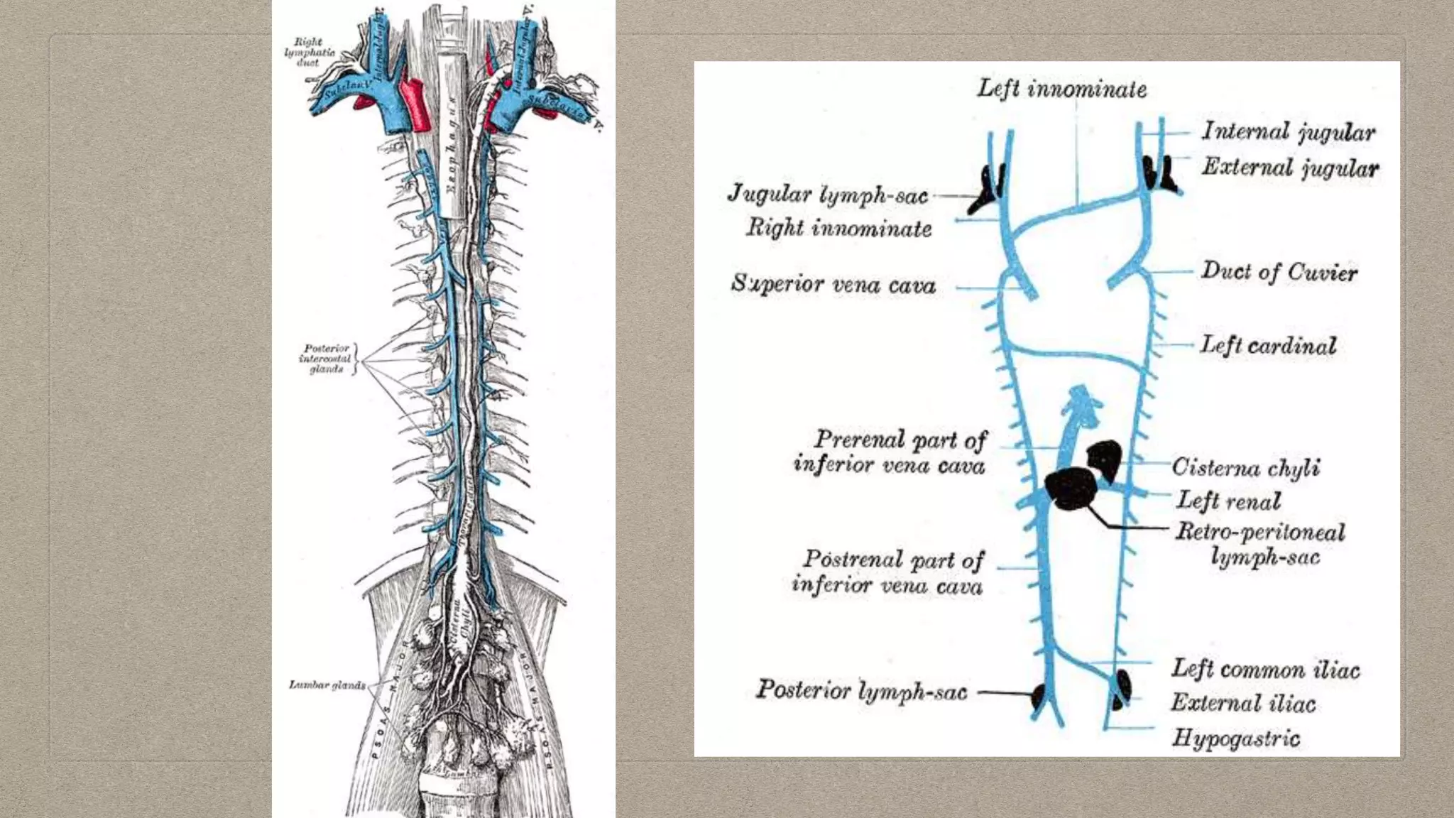 Sindrome de mala absorcion intestinal | PPT