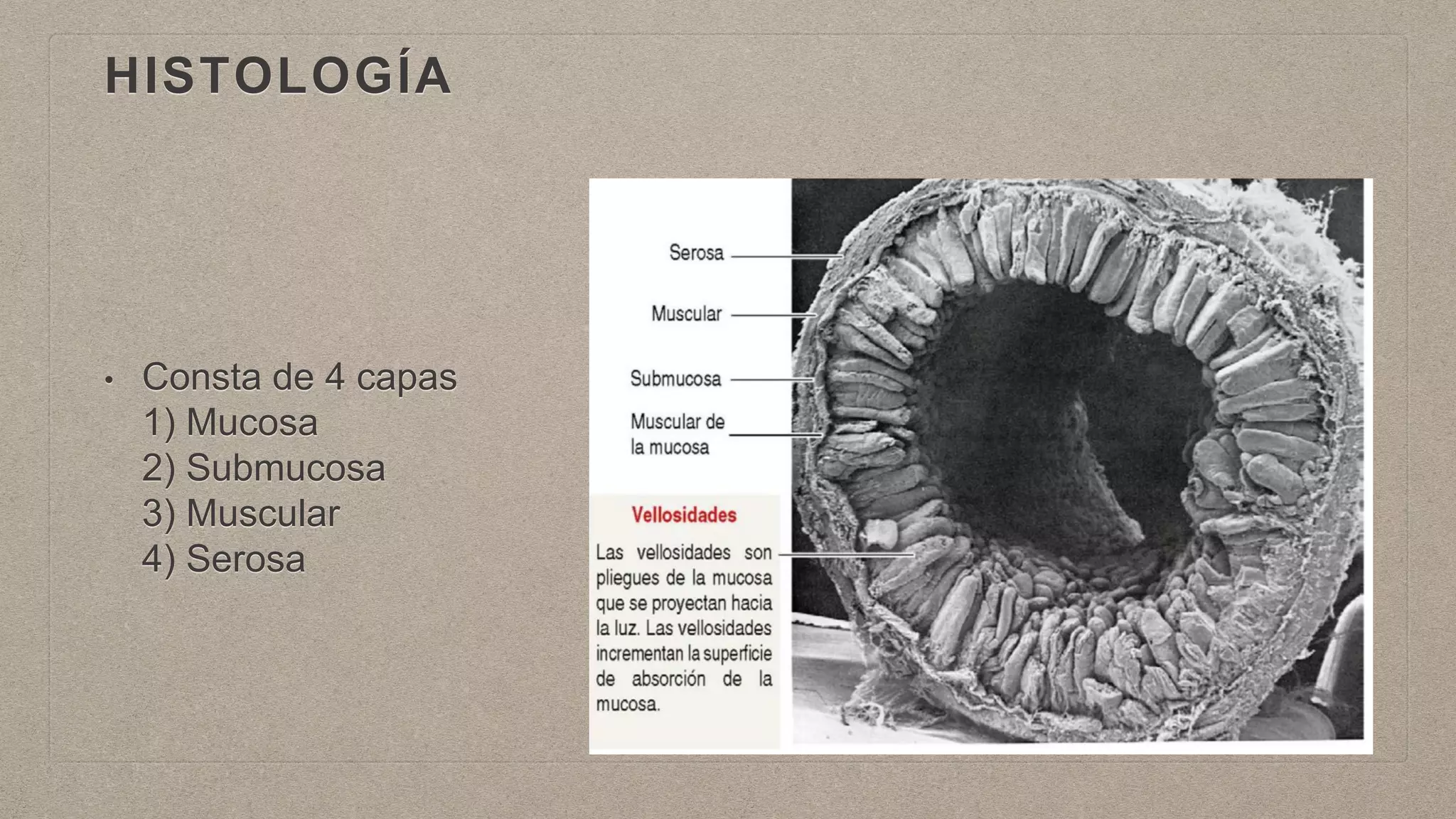Sindrome de mala absorcion intestinal | PPT | Descarga Gratuita