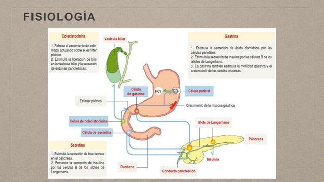 Sindrome de mala absorcion intestinal | PPT | Descarga Gratuita
