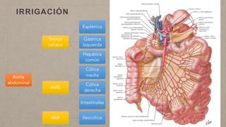 Sindrome de mala absorcion intestinal | PPTX