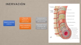 Sindrome de mala absorcion intestinal | PPTX