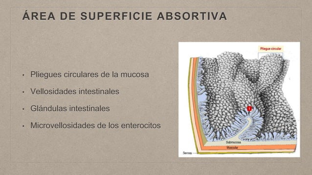 Sindrome de mala absorcion intestinal | PPT