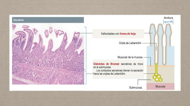 Sindrome de mala absorcion intestinal | PPT