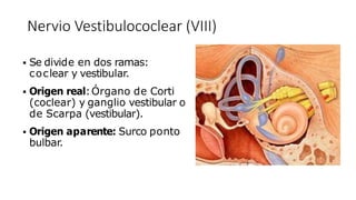 SINDROME DE NERVIOS CRANEALES CENTRALES Y PERIFÉRICOS.pptx