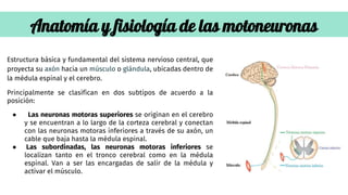 Sindrome de neurona motora | PPTX