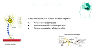 Sindrome de neurona motora | PPTX