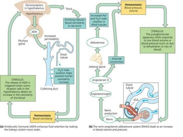 Síndrome de SIHAD (Síndrome de Insuficiencia de Secreción de Hormona