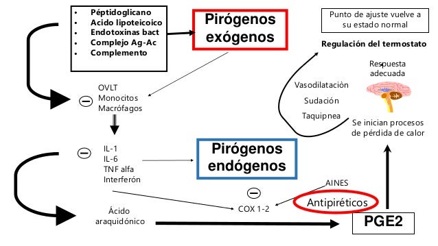 fisiopatología de la fiebre