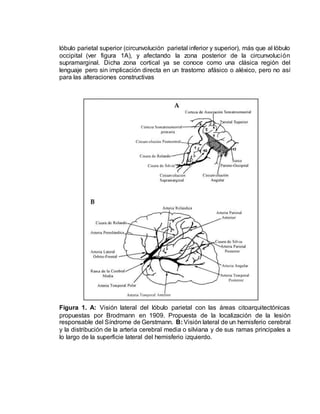 Sindrome gerstmann | DOCX