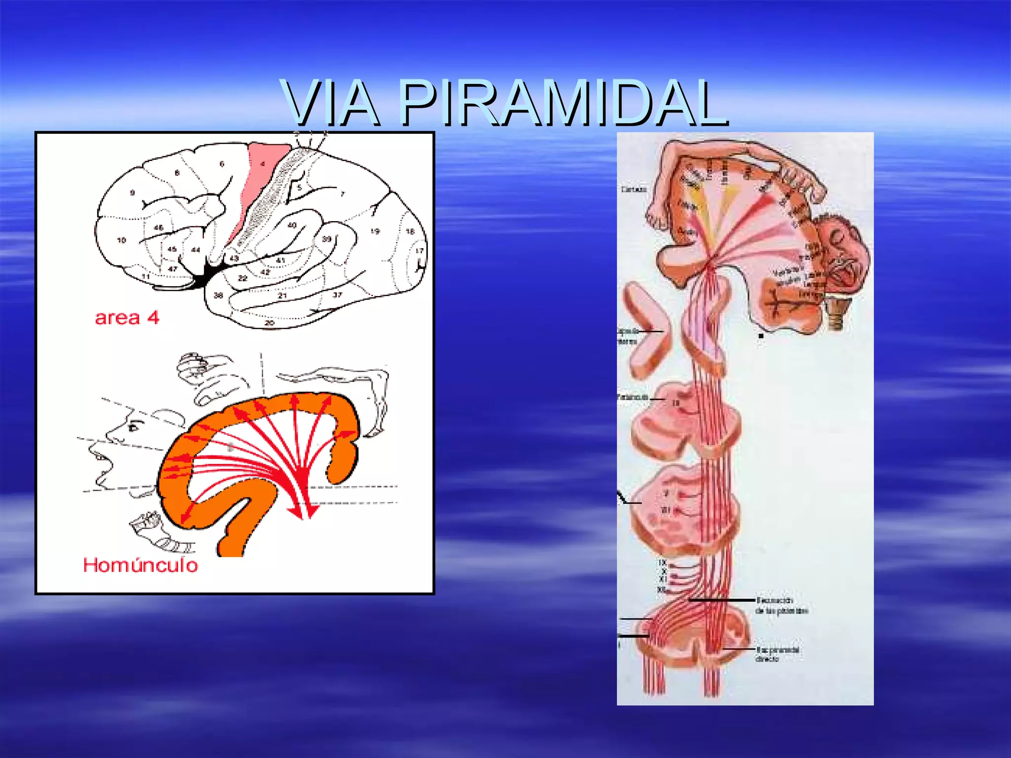 Sindrome piramidal y extrapiramidal | PPT