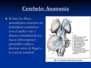 sindromes-cerebelosos com fisiologia e anatomia | PPT