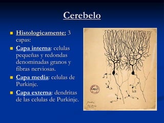 sindromes-cerebelosos com fisiologia e anatomia | PPT