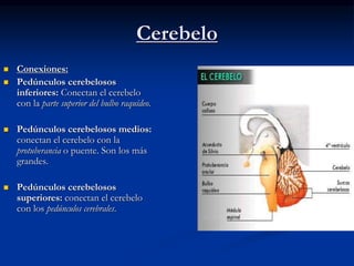 sindromes-cerebelosos com fisiologia e anatomia | PPT