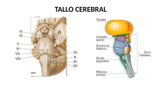 Sindromes alternos del tronco del encefalo.pptx