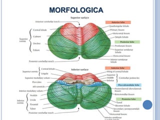 Sindromes Cerebelosos | PPTX