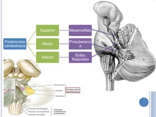 Sindromes Cerebelosos | PPTX