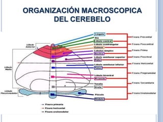 Sindromes Cerebelosos | PPTX