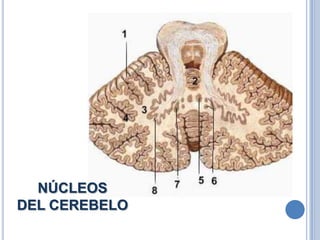 Sindromes Cerebelosos | PPTX