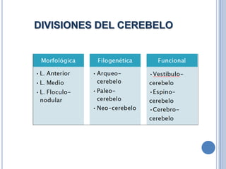 Sindromes Cerebelosos | PPTX