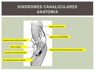 Sindromes compresion canalicular | PPTX