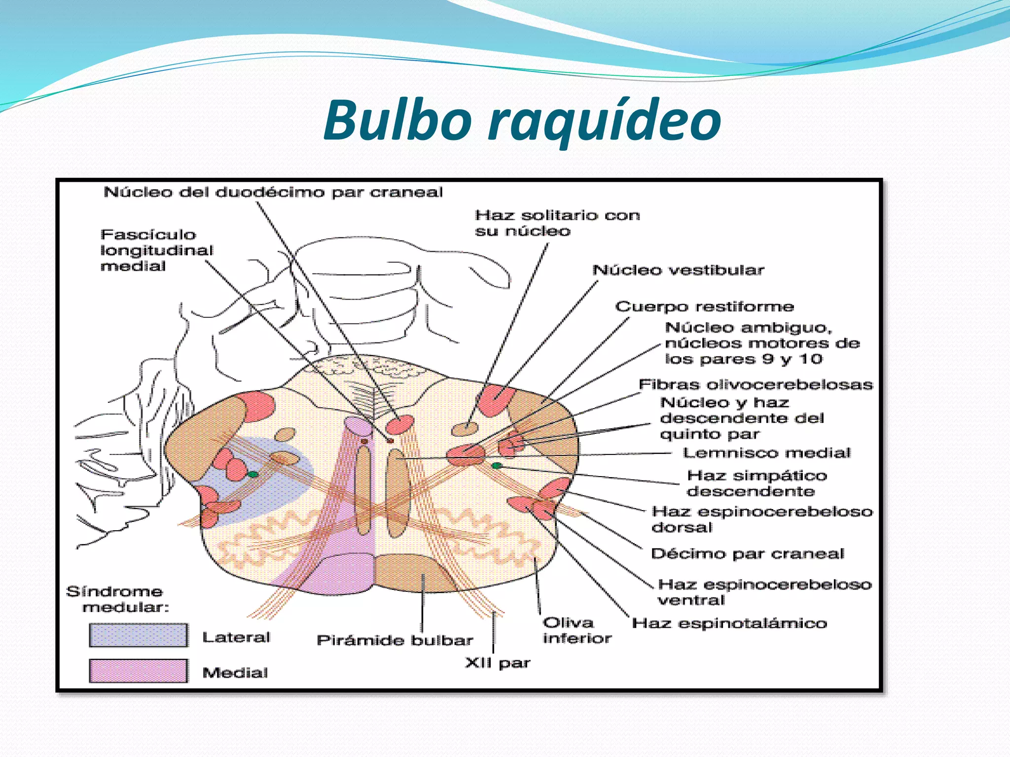 Sindromes del tallo cerebral