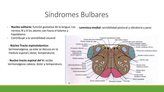 Sindromes de tallo cerebral | PPTX