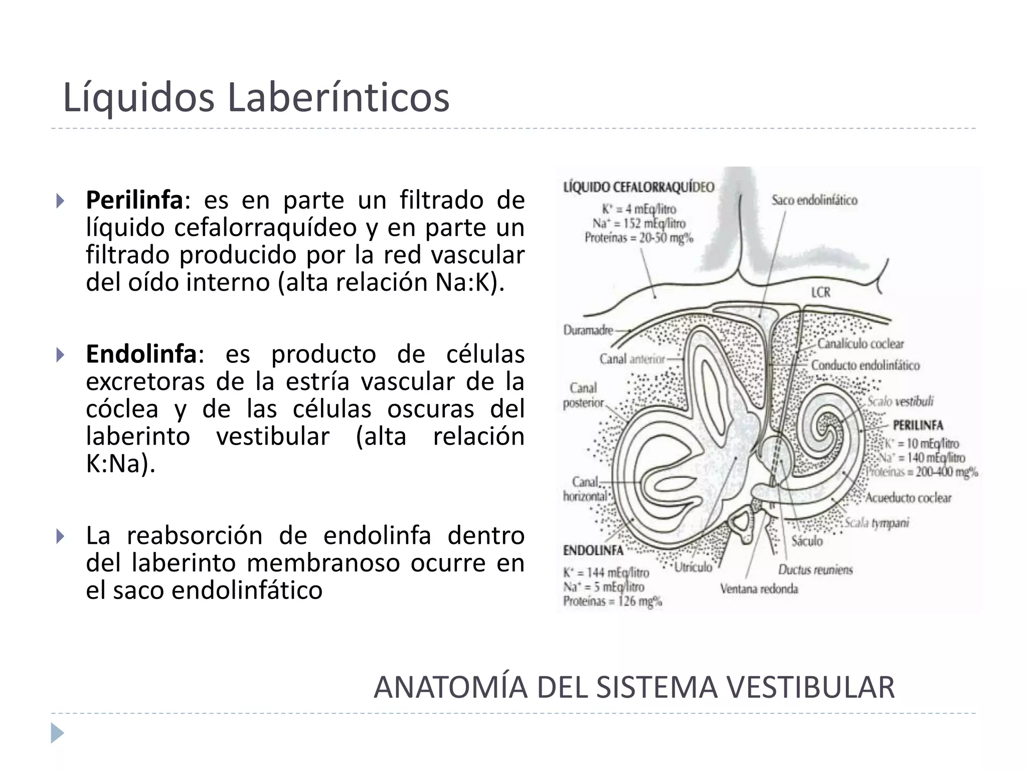 Sindrome Vestibular