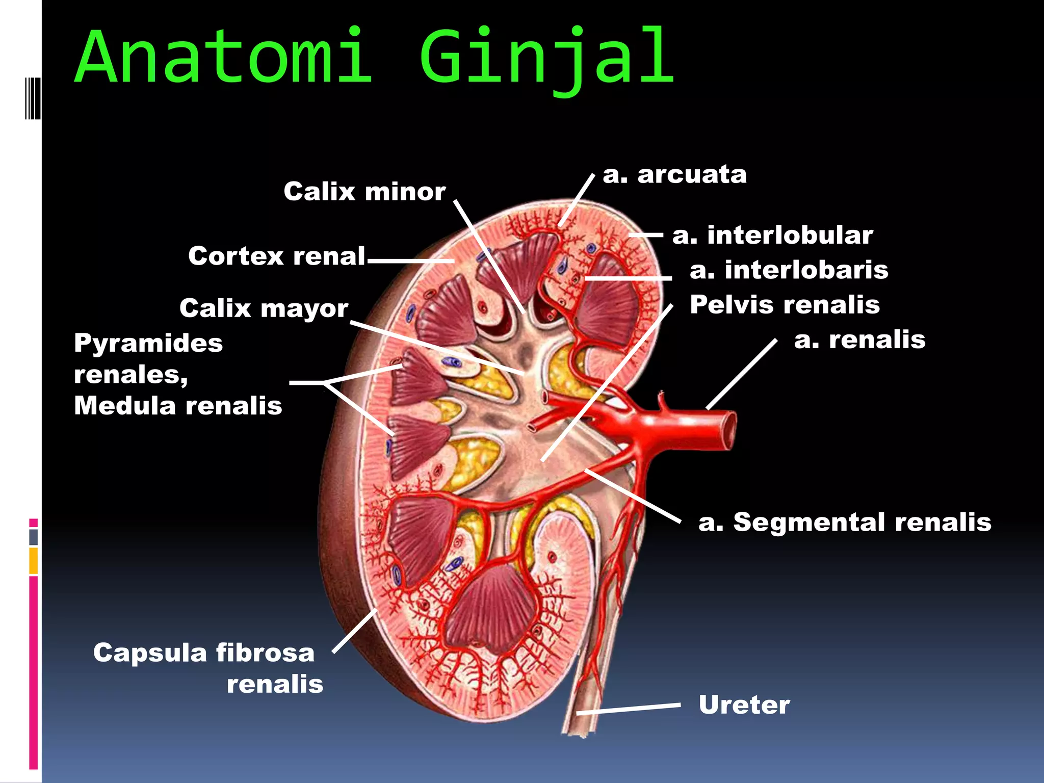 SINDROME NEFROTIK | PPTX