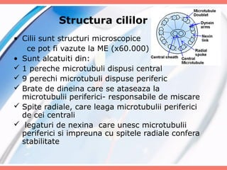 Sindromul cililor imobili | PPT