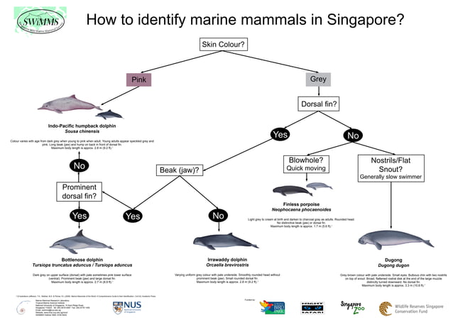 Singapore wild marine mammal survey(marine mammal identification chart ...