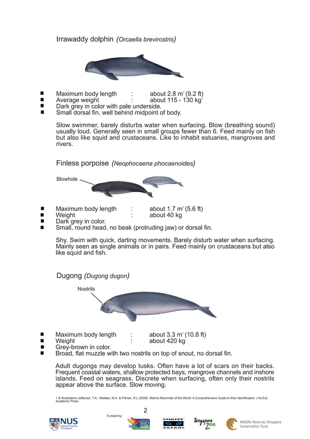 Singapore wild marine mammal survey (marine mammal identification sheet ...