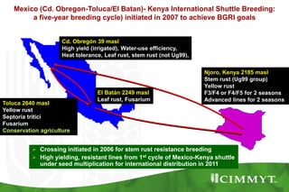 CIMMYT breeding strategies and methodologies to breed high yielding ...