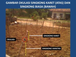 Singkong Super Mukibat.pptx
