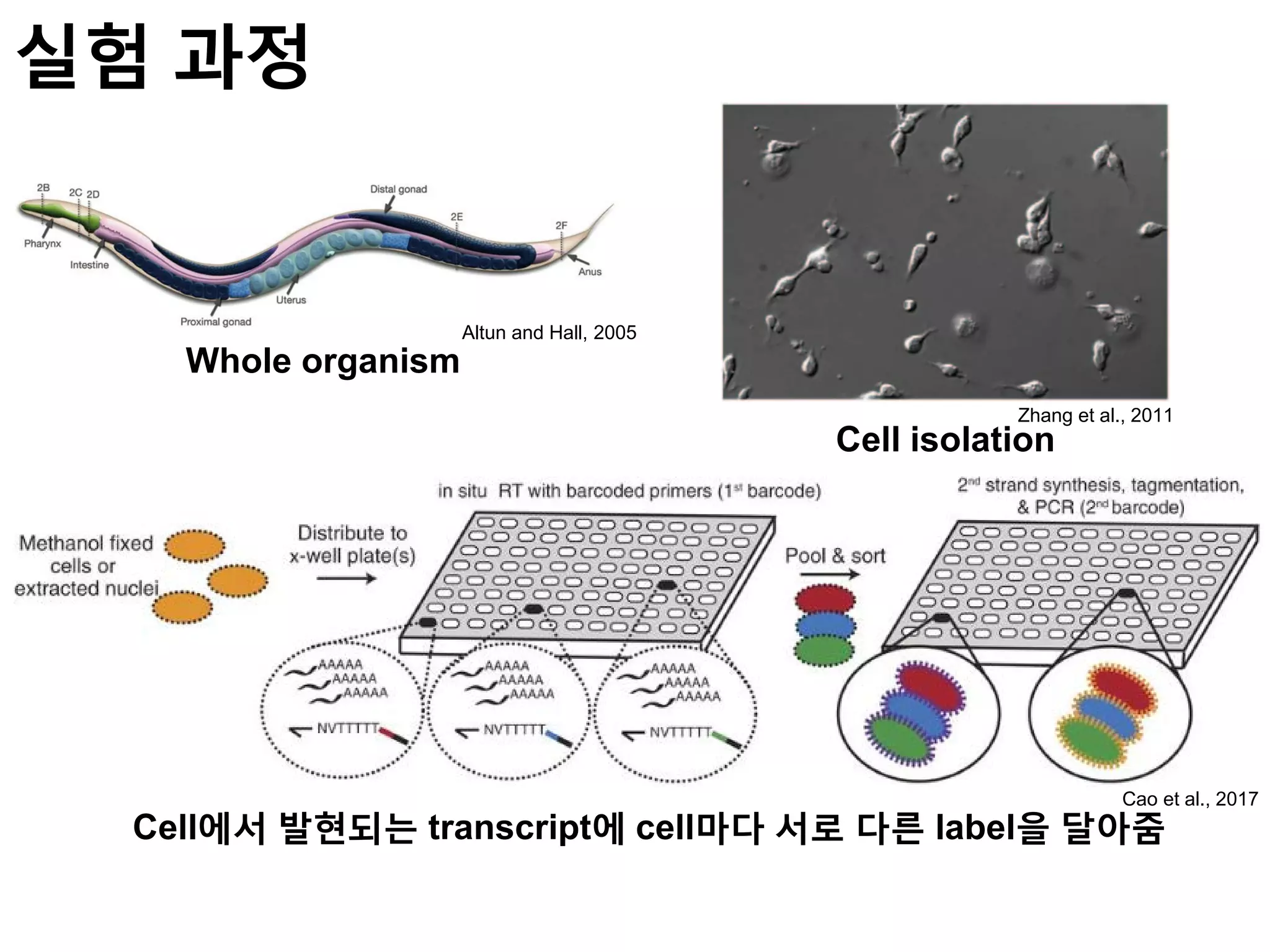 Single-cell RNA sequencing | PPT