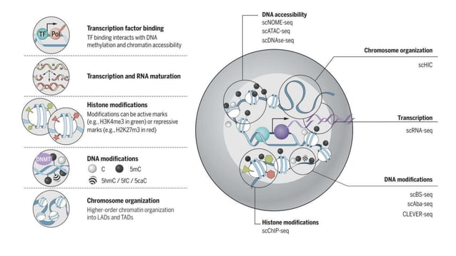 Single-cell technologies — studying rheumatic diseases one cell.pptx