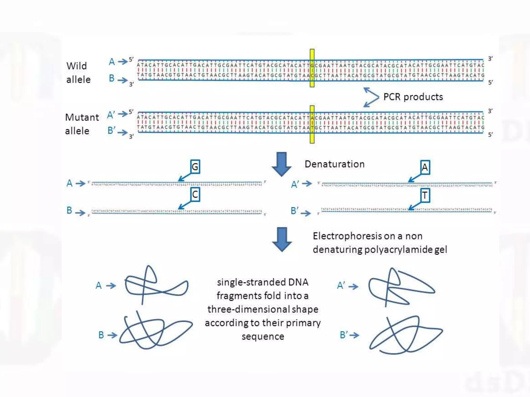 Single Strand Conformation Polymorphism Pptx