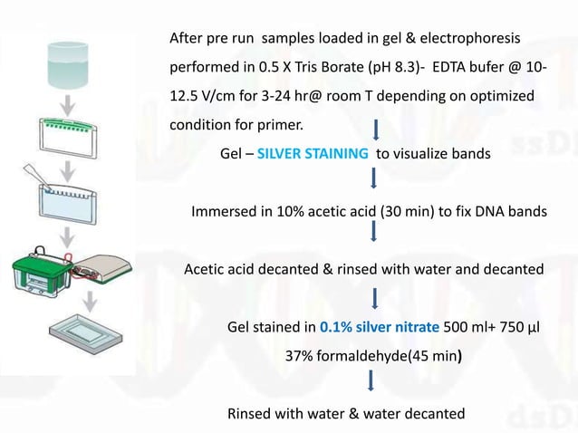 Single Strand Conformation Polymorphism Pptx