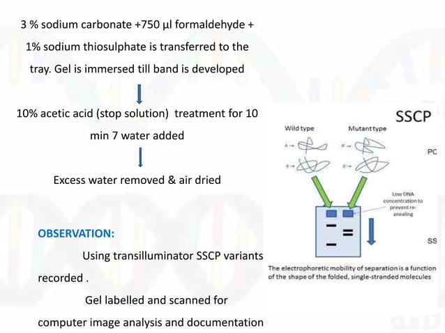 Single Strand Conformation Polymorphism Pptx