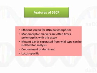Single strand conformation polymorphism | PPTX