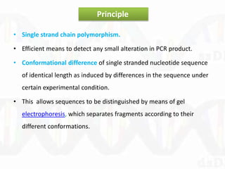 Single strand conformation polymorphism | PPTX