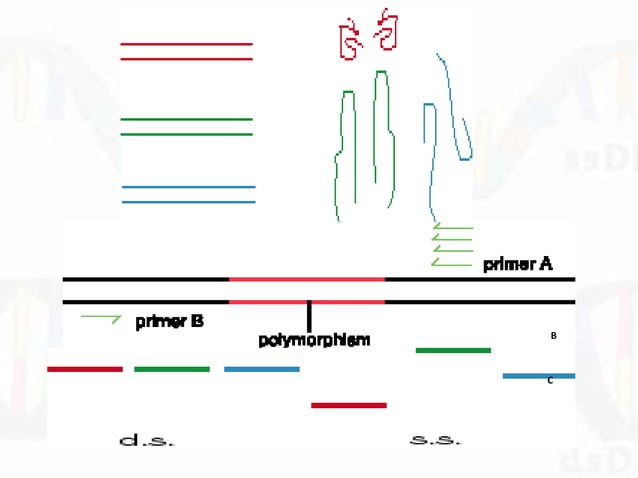 Single Strand Conformation Polymorphism Pptx