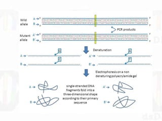 Single strand conformation polymorphism | PPTX