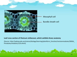 Single cell c4 photosynthesis | PPTX