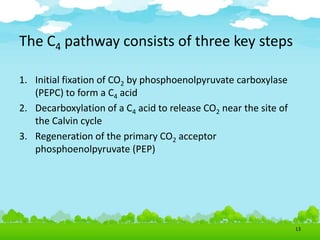 Single cell c4 photosynthesis | PPTX
