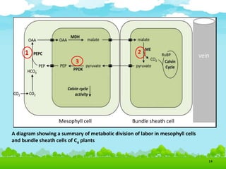 Single cell c4 photosynthesis | PPTX