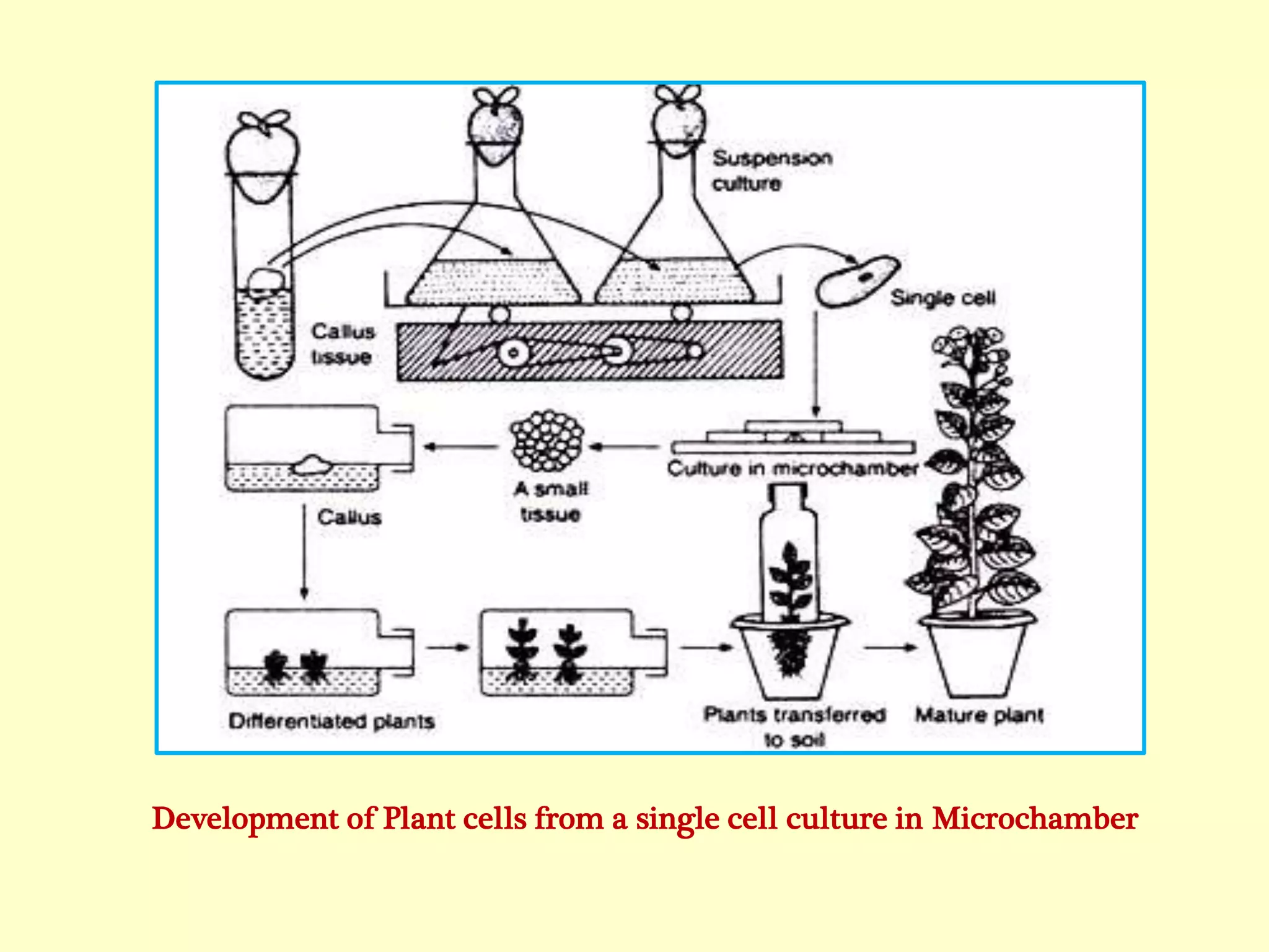 Single cell culture | PPTX