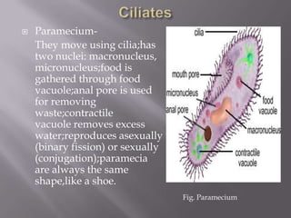 Single celled eukaryotes | PPTX