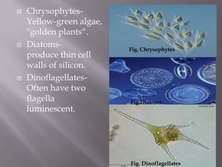 Single celled eukaryotes | PPTX