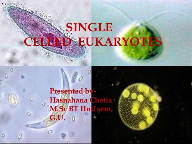 Single celled eukaryotes